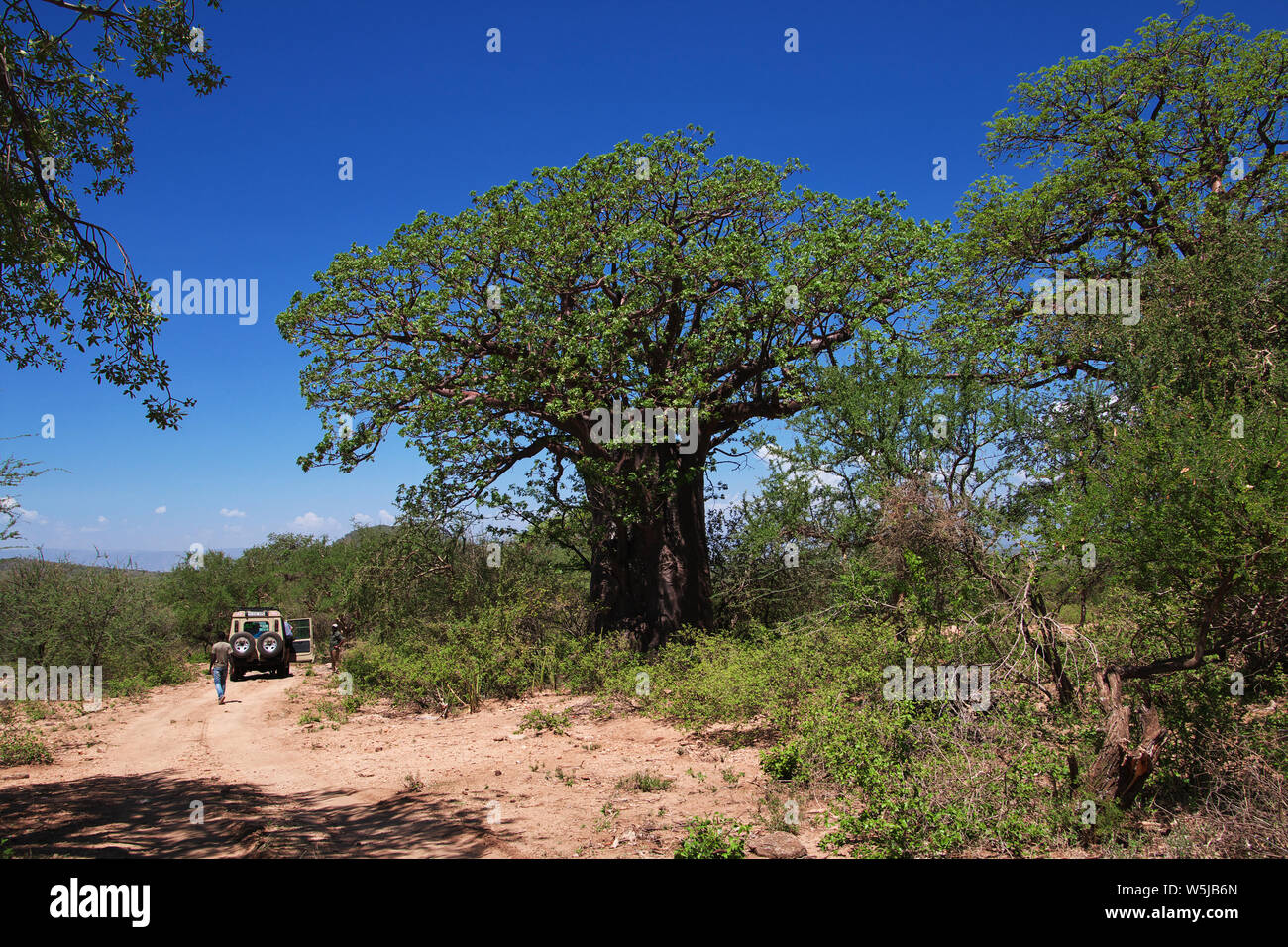 Baobabs in village of Bushmen, Africa Stock Photo - Alamy