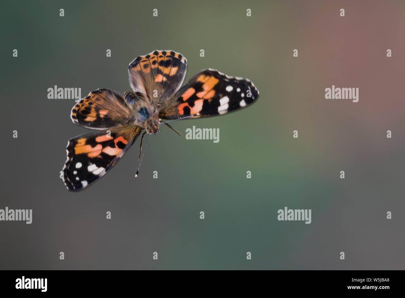 Distelfalter, Flug, fliegend, Distel-Falter, Vanessa cardui, Pyrameis ...