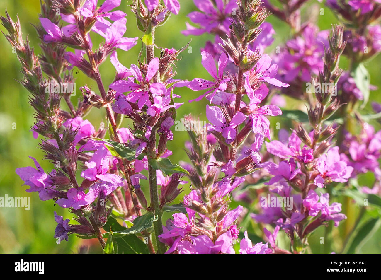 Pink meadow flower Stock Photo - Alamy