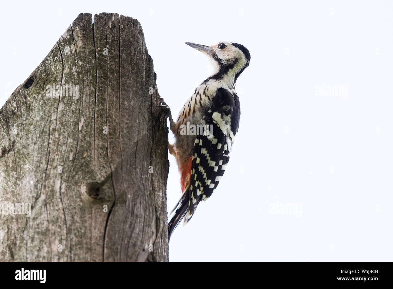 Male European Green Woodpecker High Resolution Stock Photography and ...
