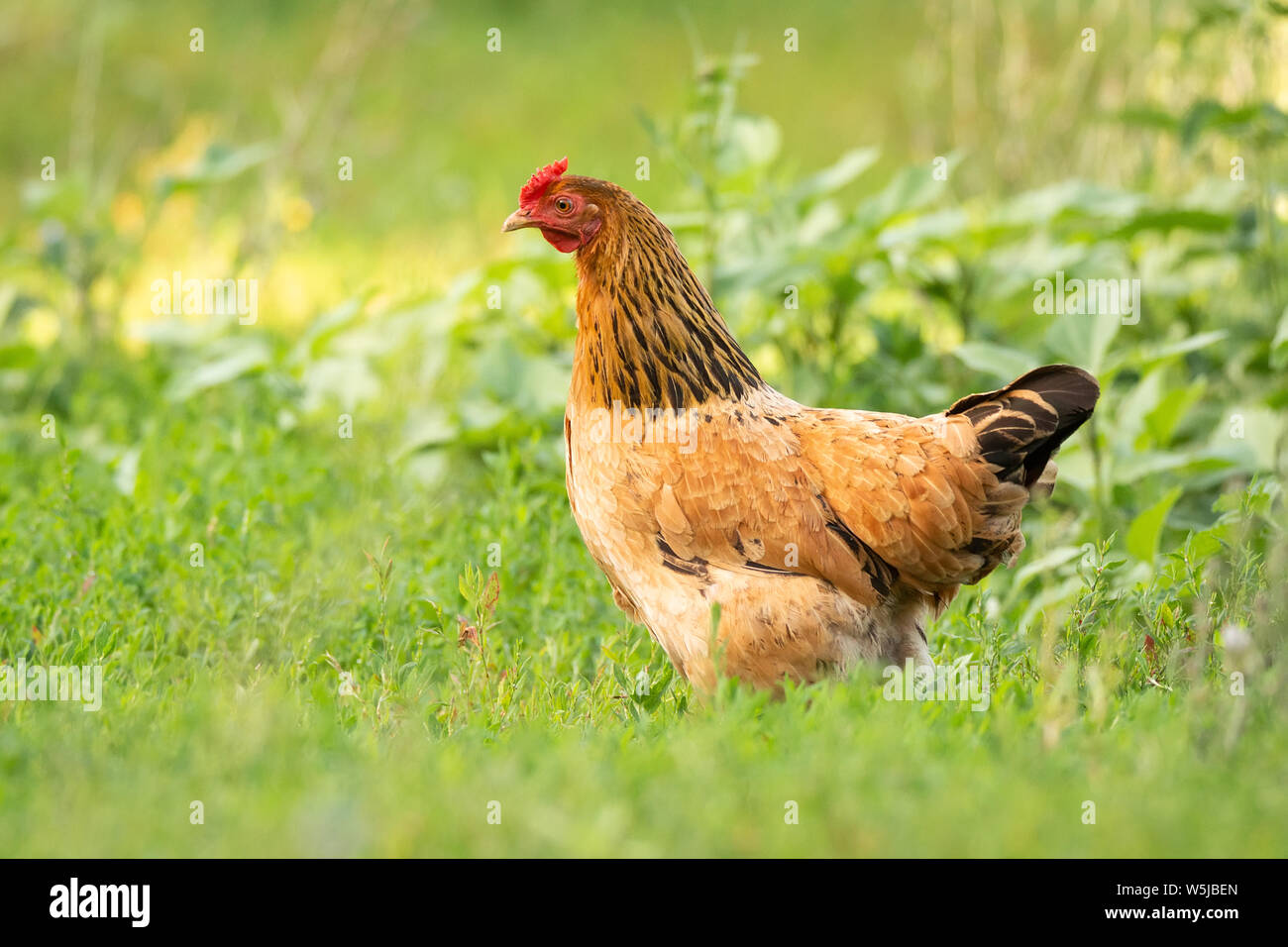 Cockerel in the sun hi-res stock photography and images - Alamy