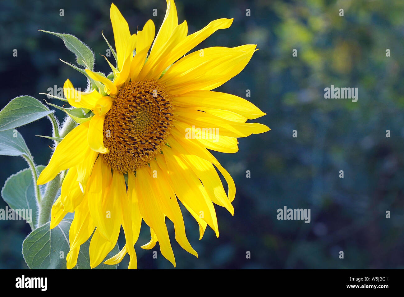 Up close sunflower hi-res stock photography and images - Alamy