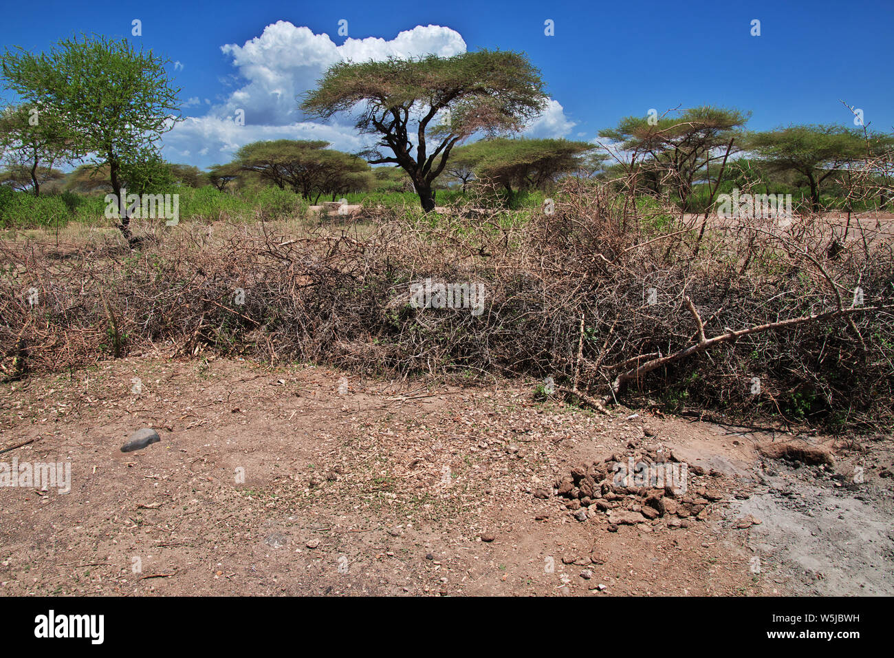 House in village of Bushmen, Africa Stock Photo - Alamy