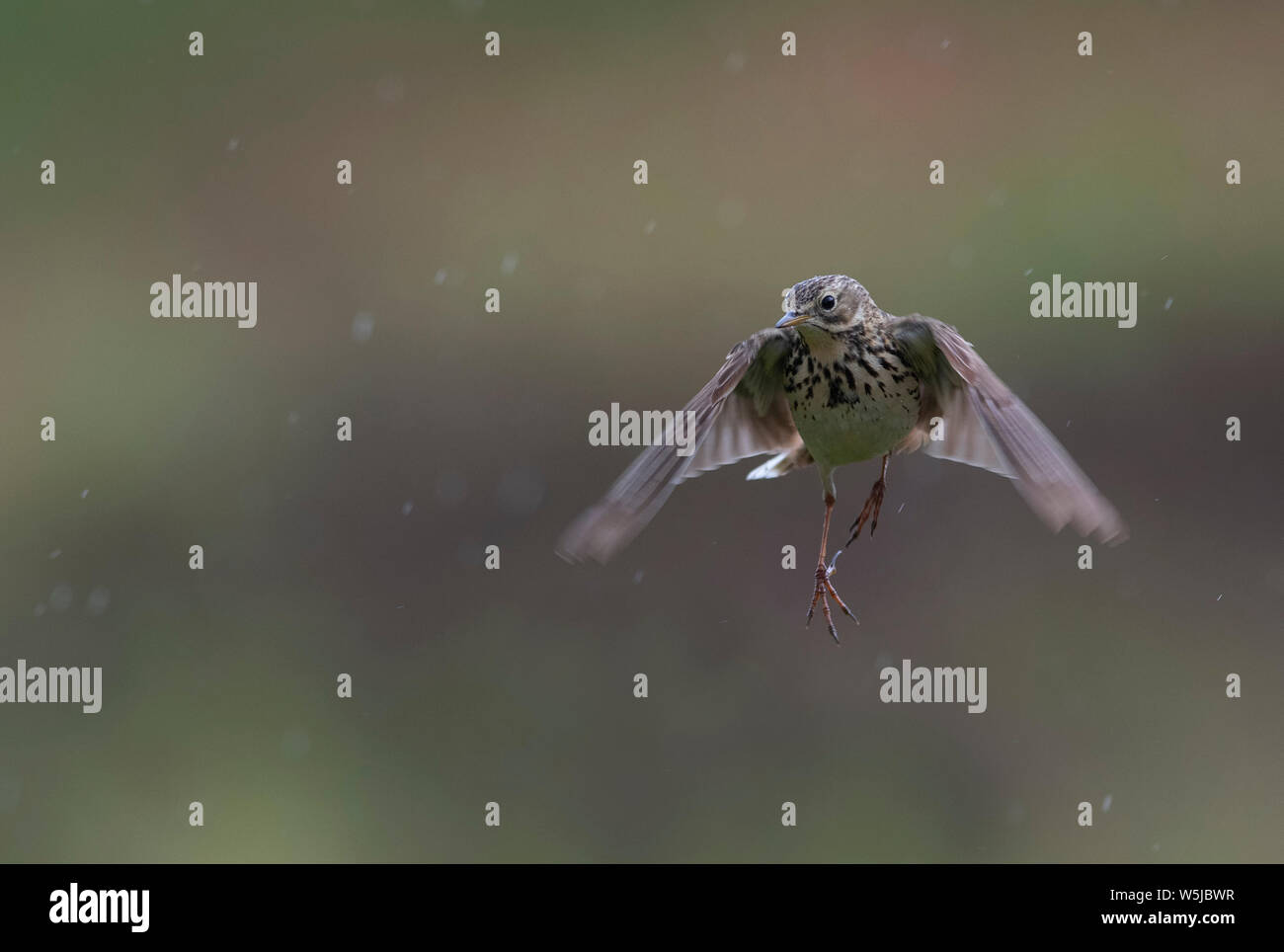 Meadow Pipit - Anthus pratensis in flight during rainfall Stock Photo ...