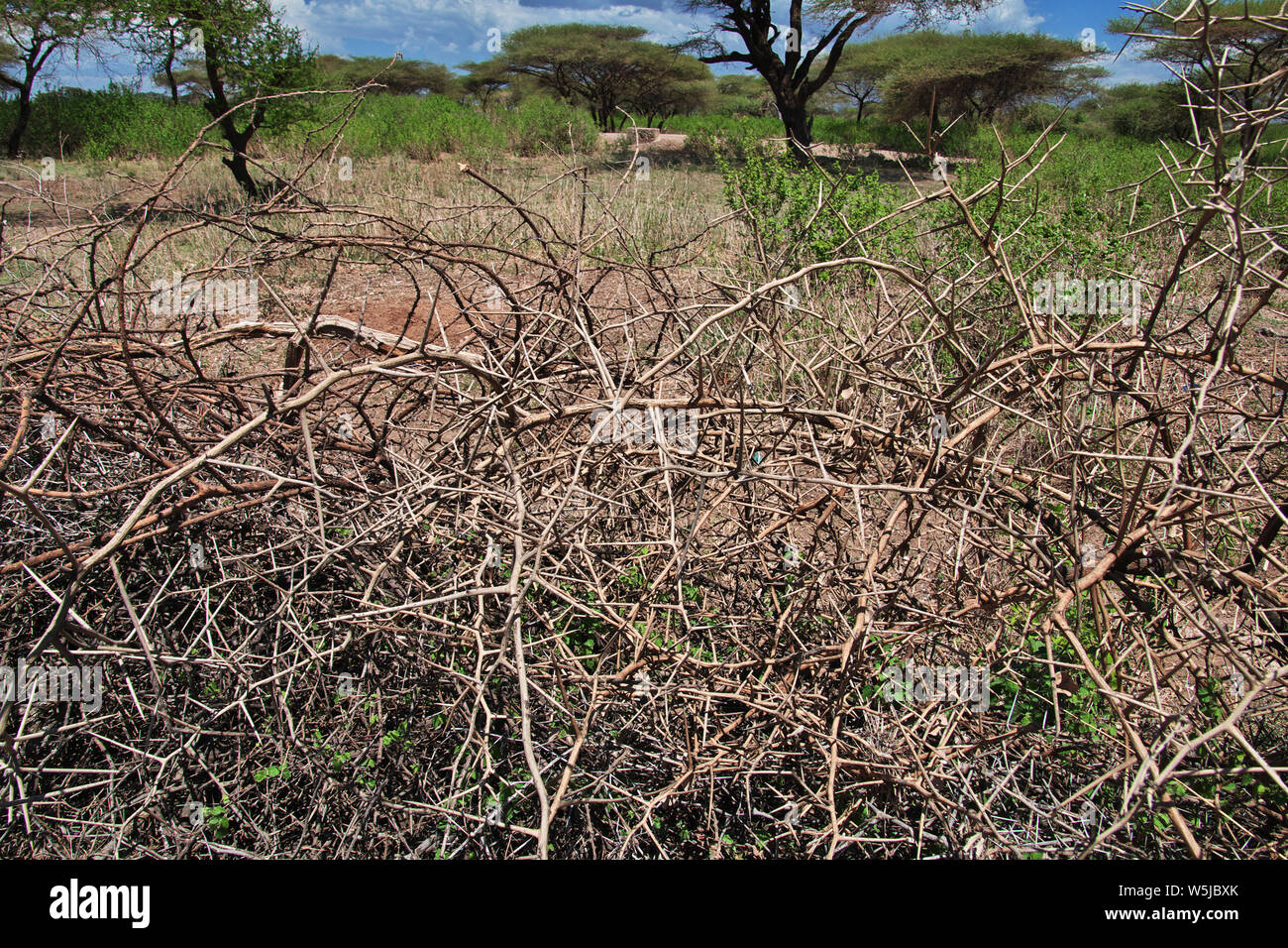 House in village of Bushmen, Africa Stock Photo - Alamy