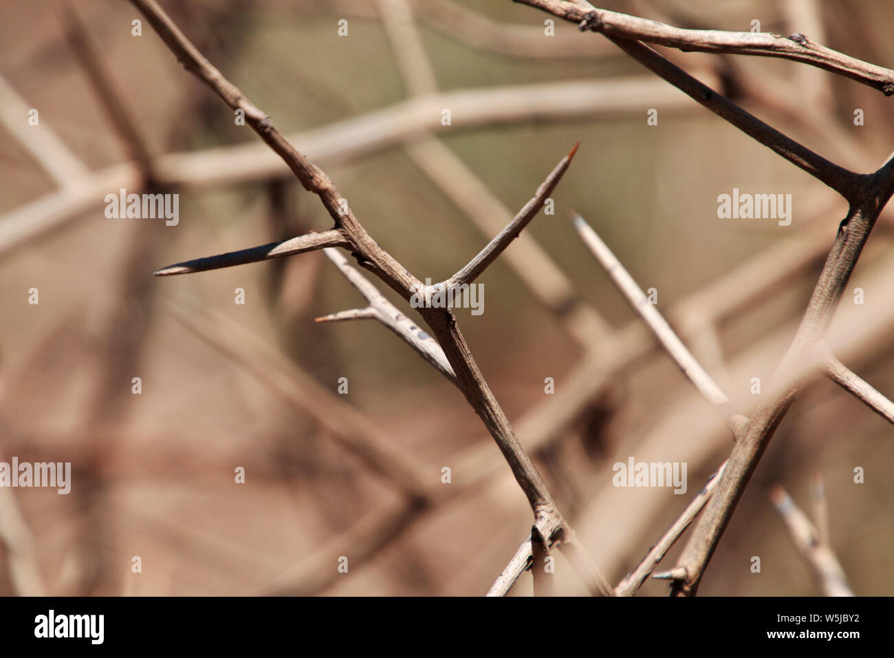 House in village of Bushmen, Africa Stock Photo - Alamy