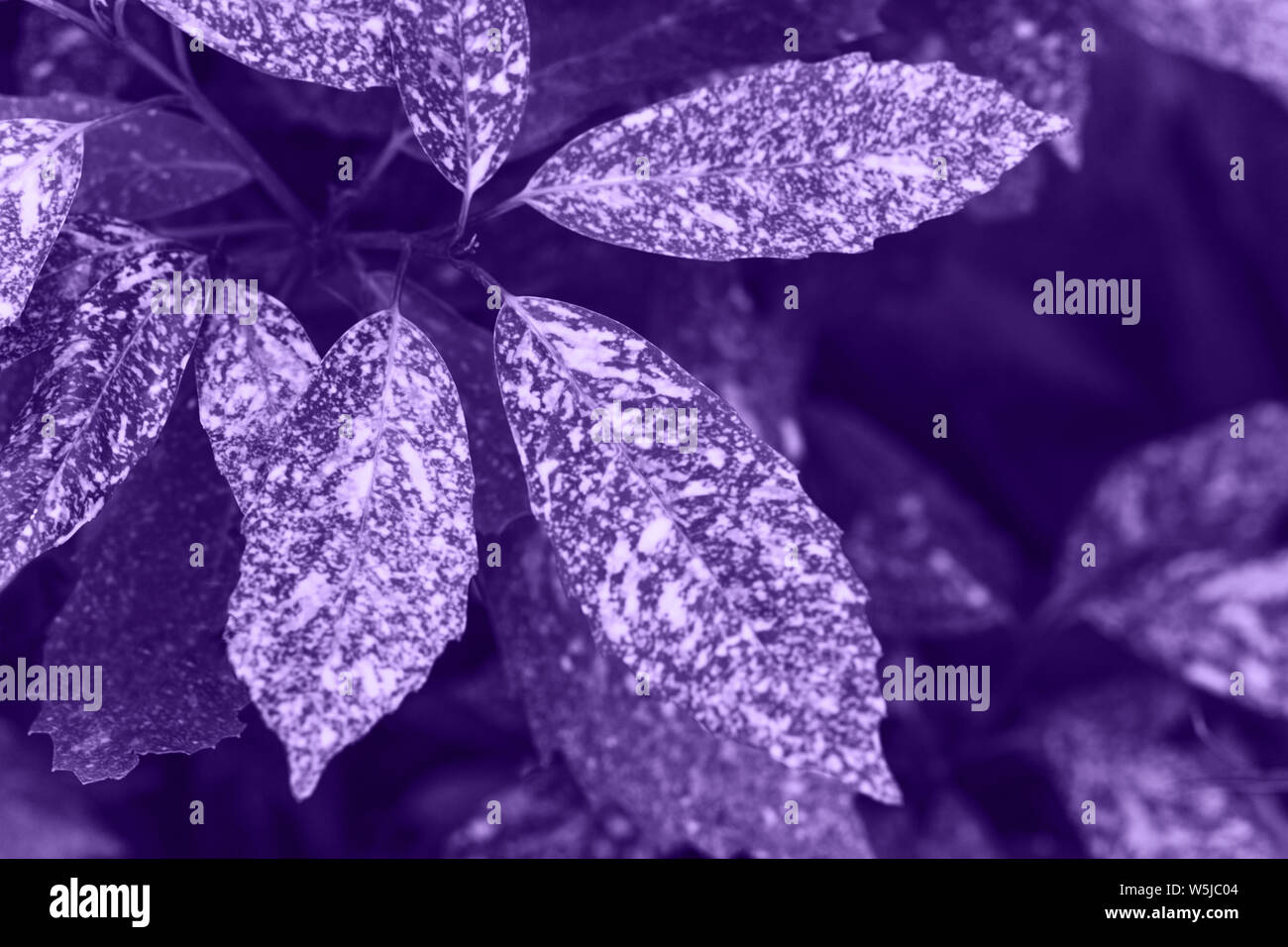 Closeup leaves in ultraviolet color. The leaves of the plant in a trend ...