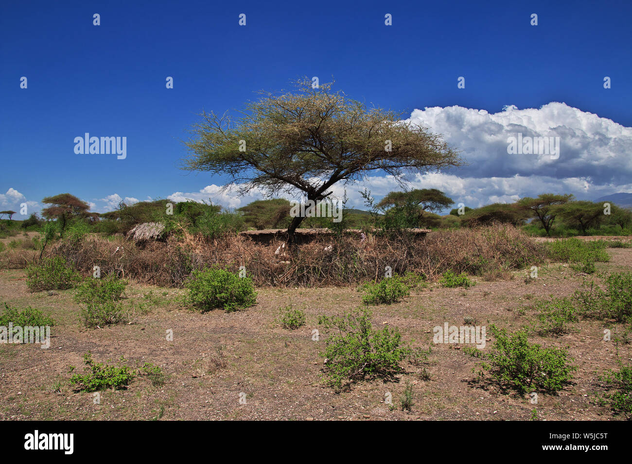 House in village of Bushmen, Africa Stock Photo - Alamy