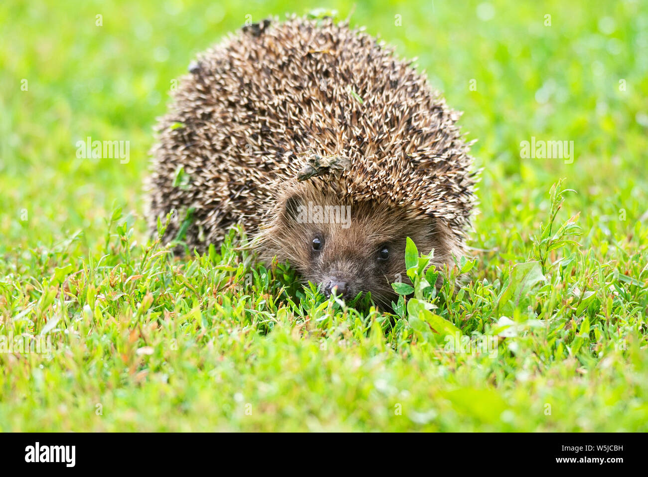 Hedgehog, (Scientific name: Erinaceus europaeus) Wild, native, European ...