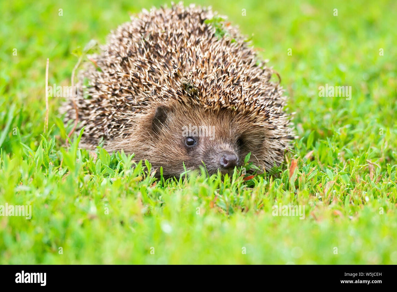Hedgehog, (Scientific name: Erinaceus europaeus) Wild, native, European ...