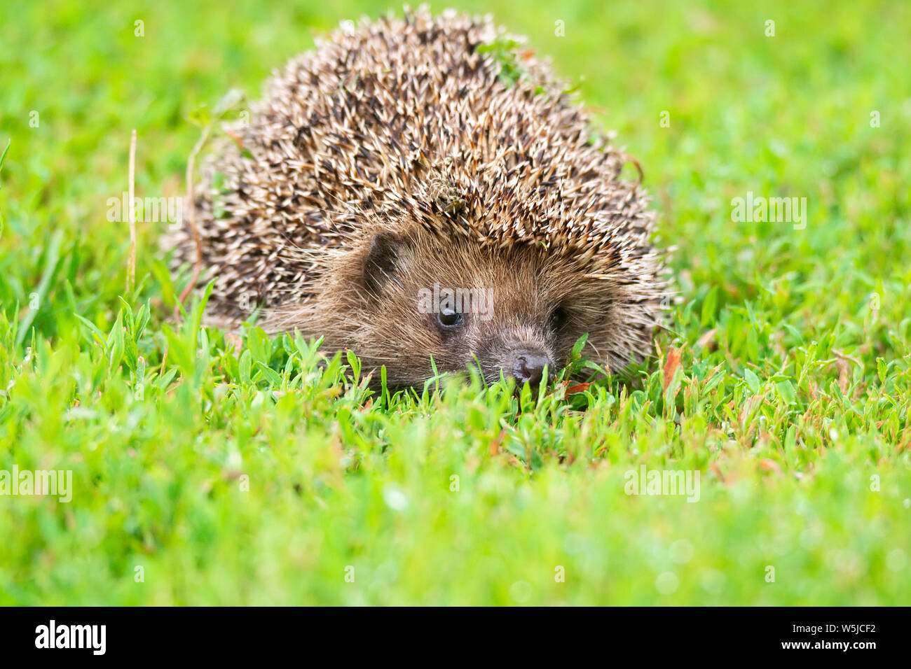 Hedgehog, (Scientific name: Erinaceus europaeus) Wild, native, European ...