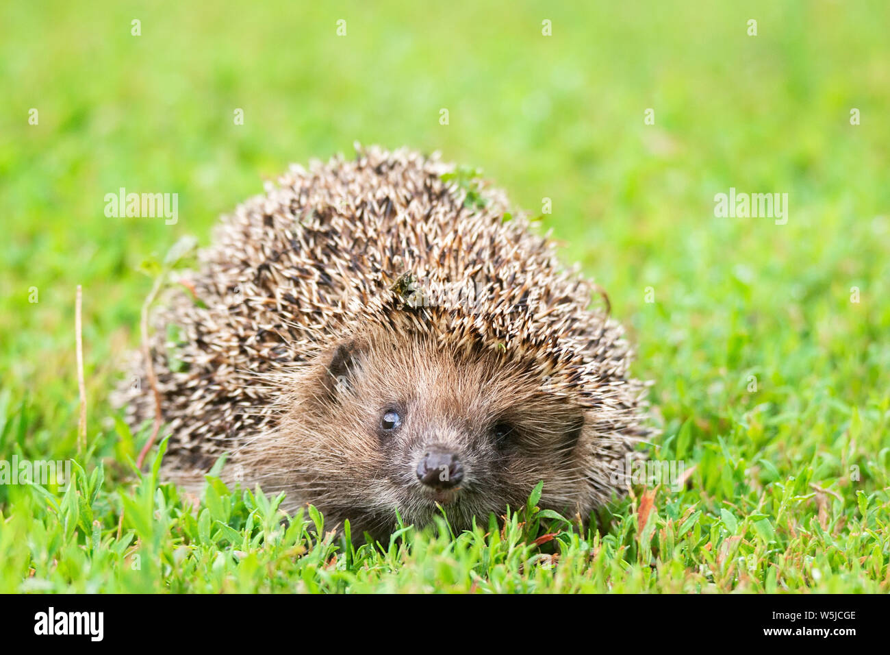 Hedgehog, (Scientific name: Erinaceus europaeus) Wild, native, European ...