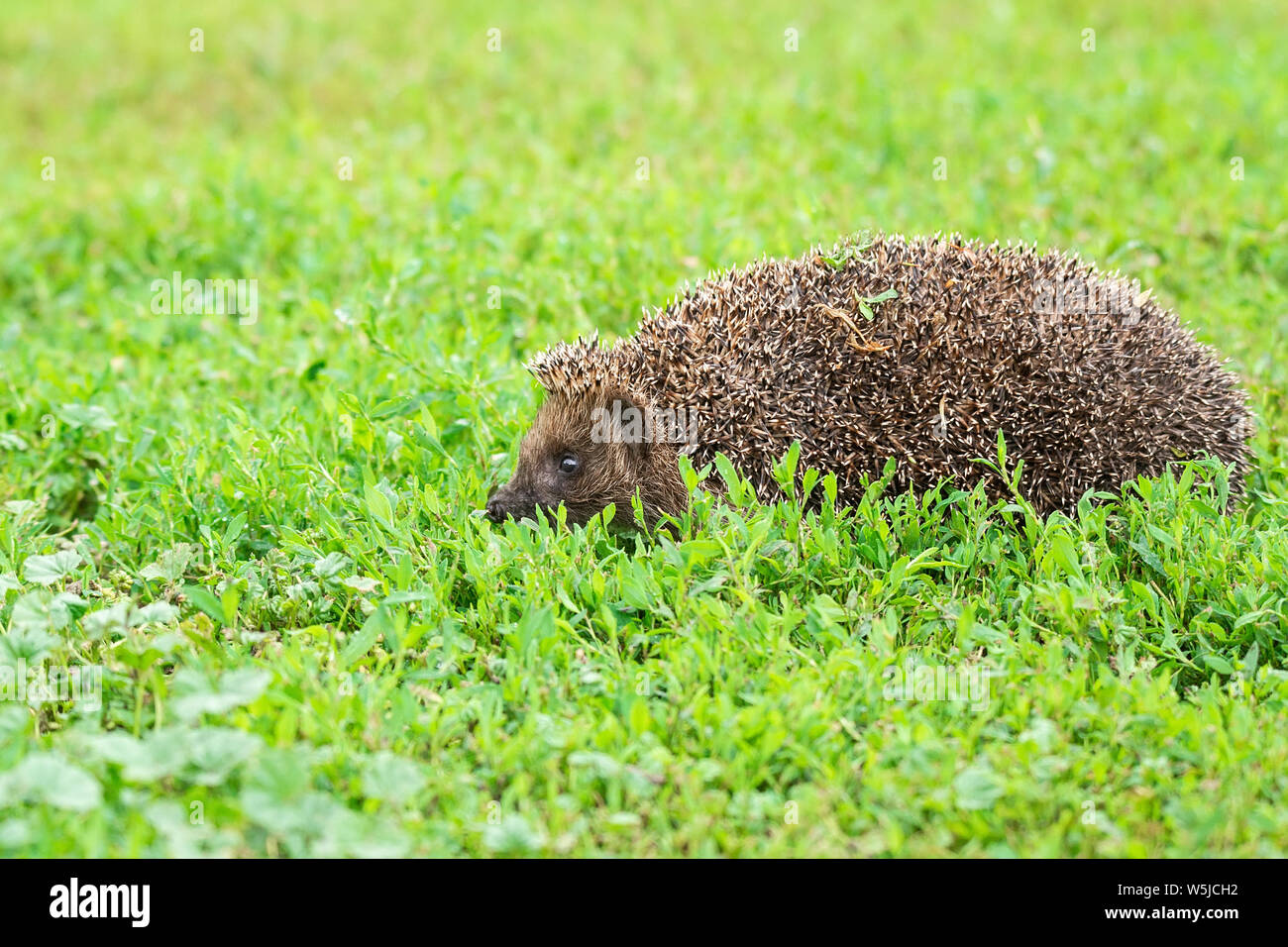Hedgehog, (Scientific name: Erinaceus europaeus) Wild, native, European ...