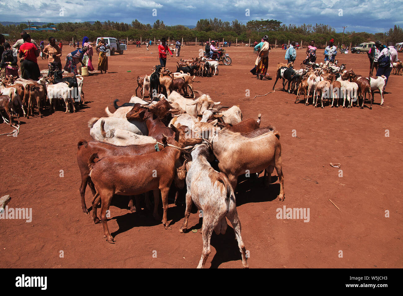 Goats on the local market in Africa, Moshi Stock Photo - Alamy