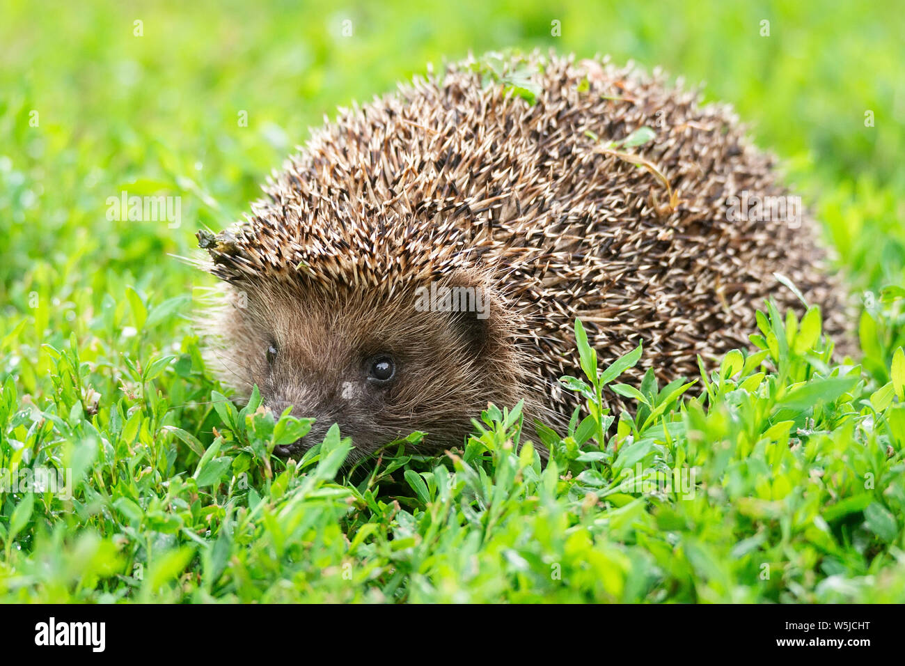 Hedgehog, (Scientific name: Erinaceus europaeus) Wild, native, European ...