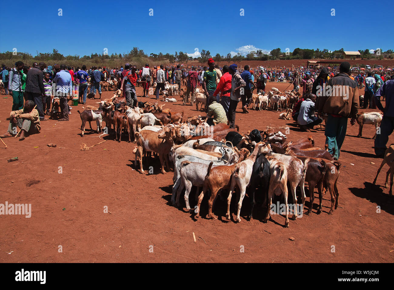 Goats on the local market in Africa, Moshi Stock Photo - Alamy