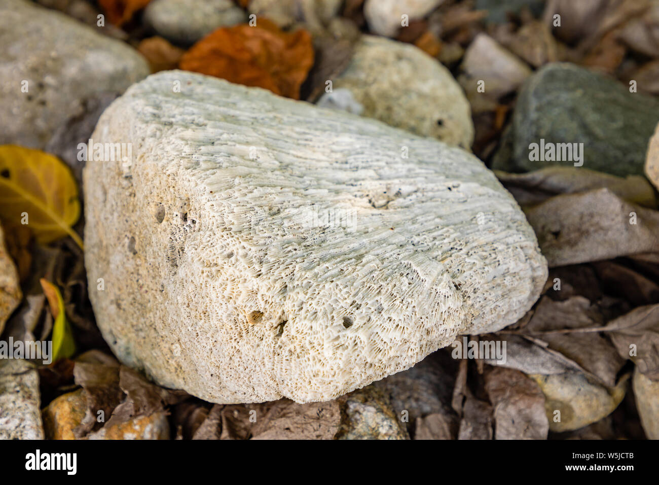 Fossilized coral hi-res stock photography and images - Alamy