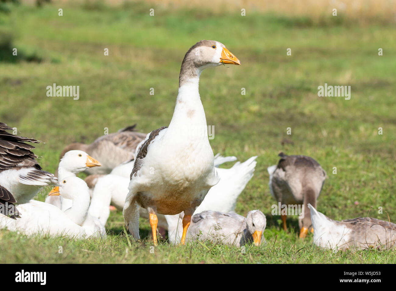 Gander and goose walking on a meadow with dandelions in farm Stock ...