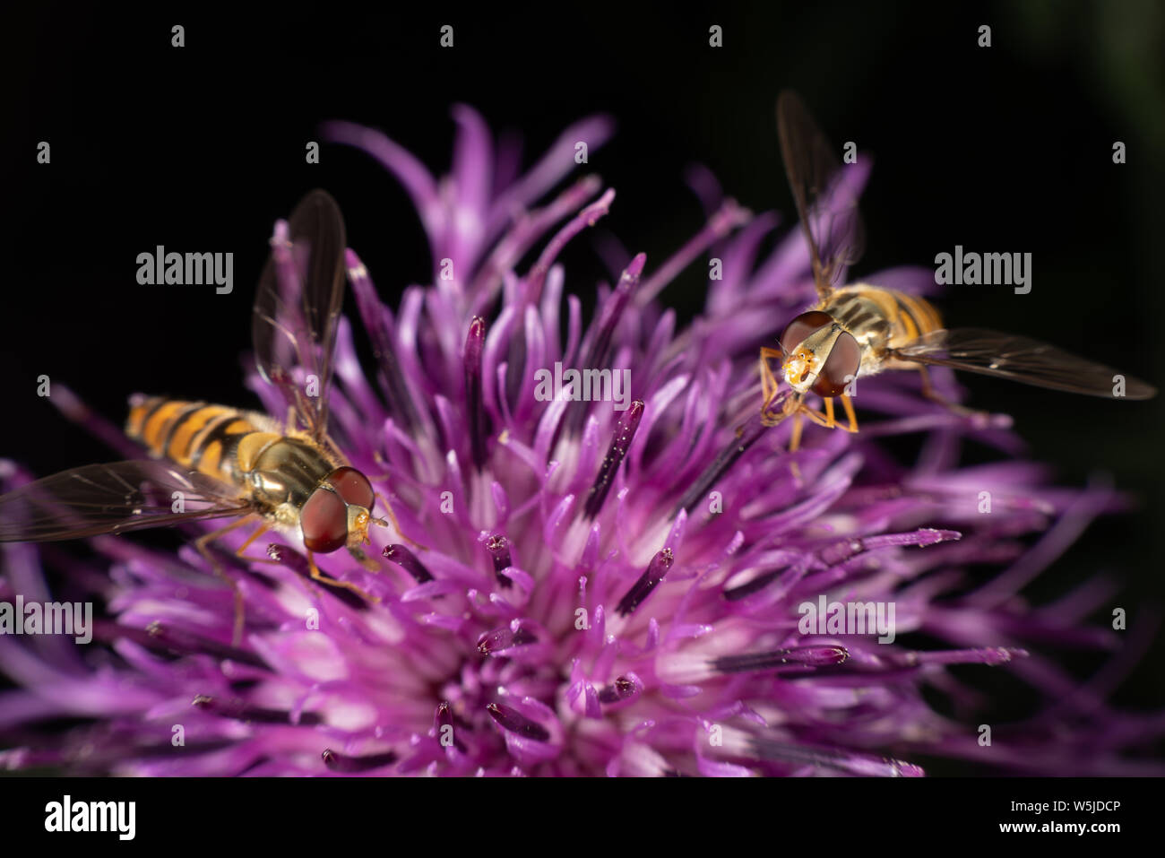 Transparent wings hoverfly hi-res stock photography and images - Alamy
