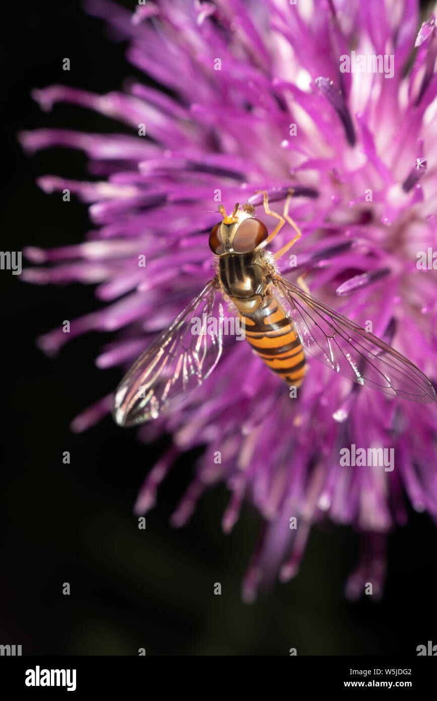 Transparent wings hoverfly hi-res stock photography and images - Alamy