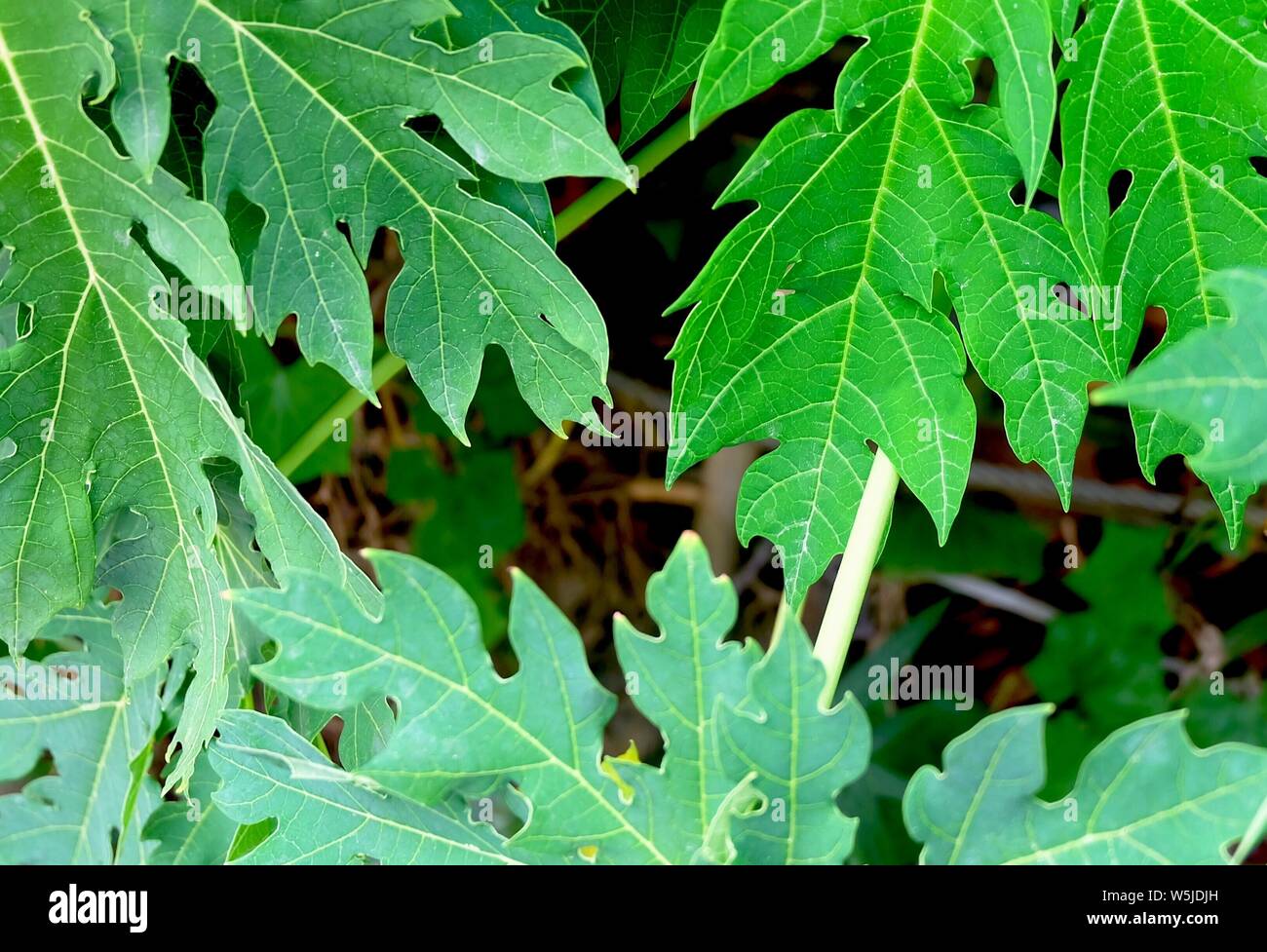 Tropical Fruit Plant, Exotic Fresh Green Papaya, Papaw or Pawpaw Leaves ...