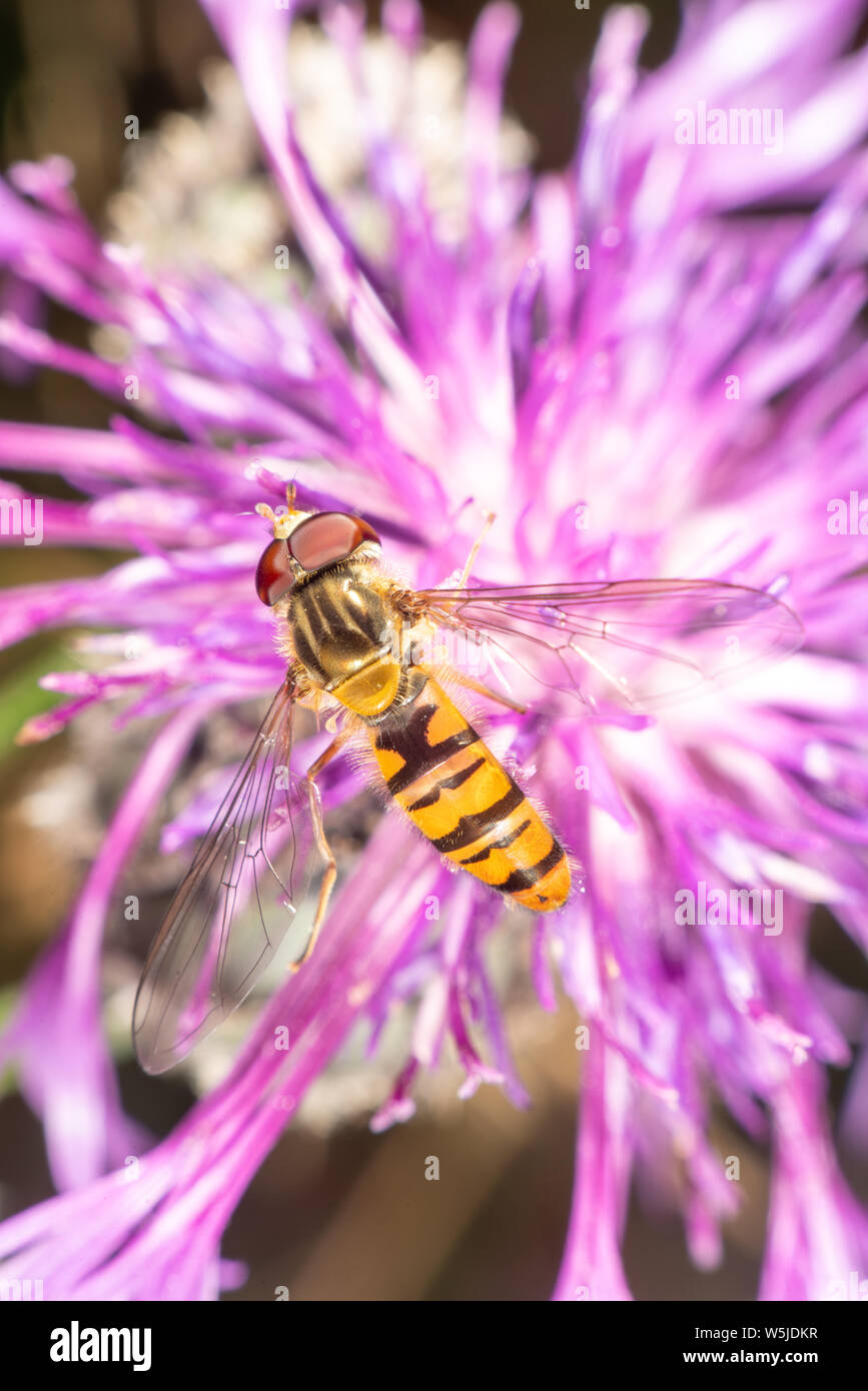 Spurious vein hi-res stock photography and images - Alamy