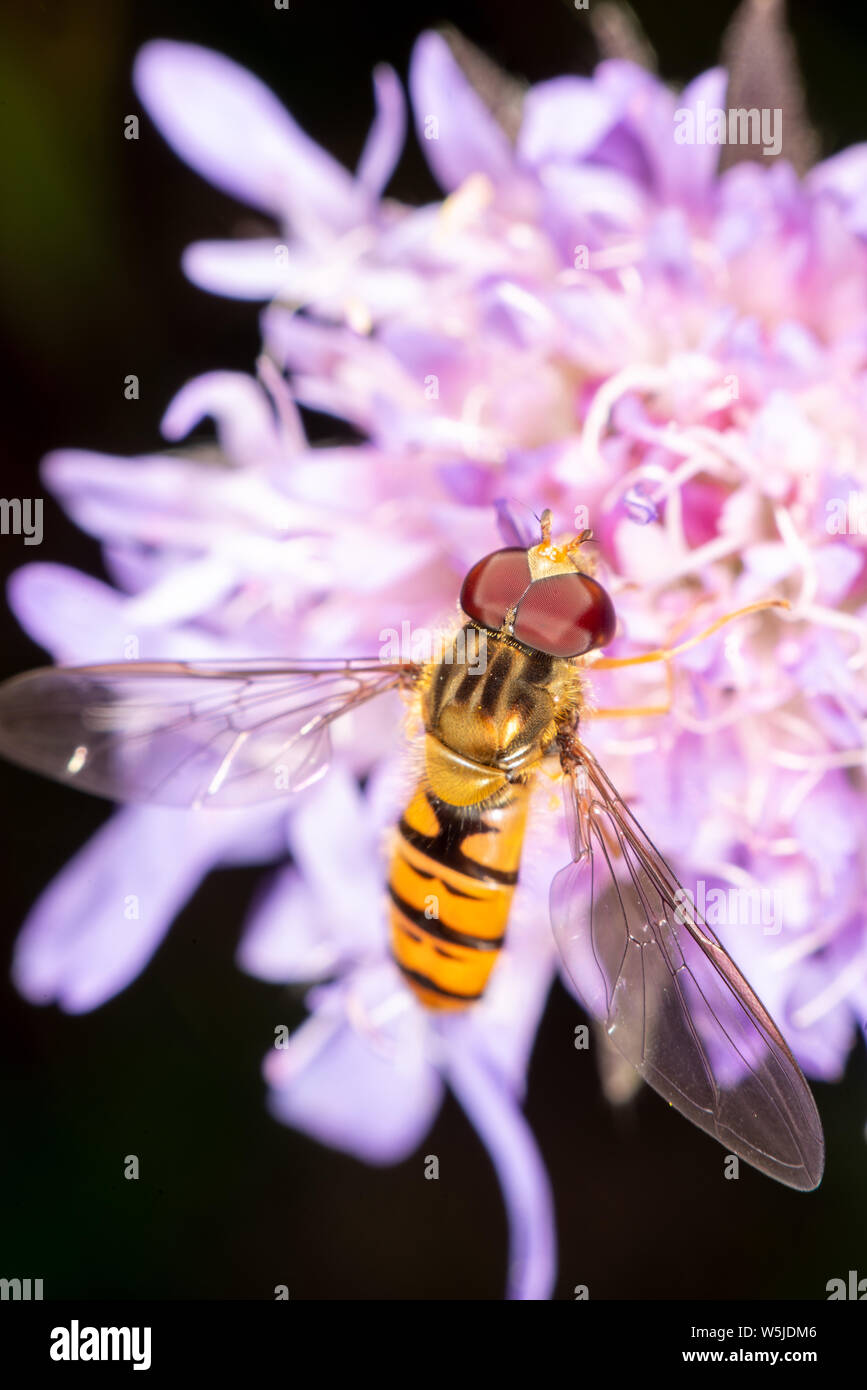 Spurious vein hi-res stock photography and images - Alamy