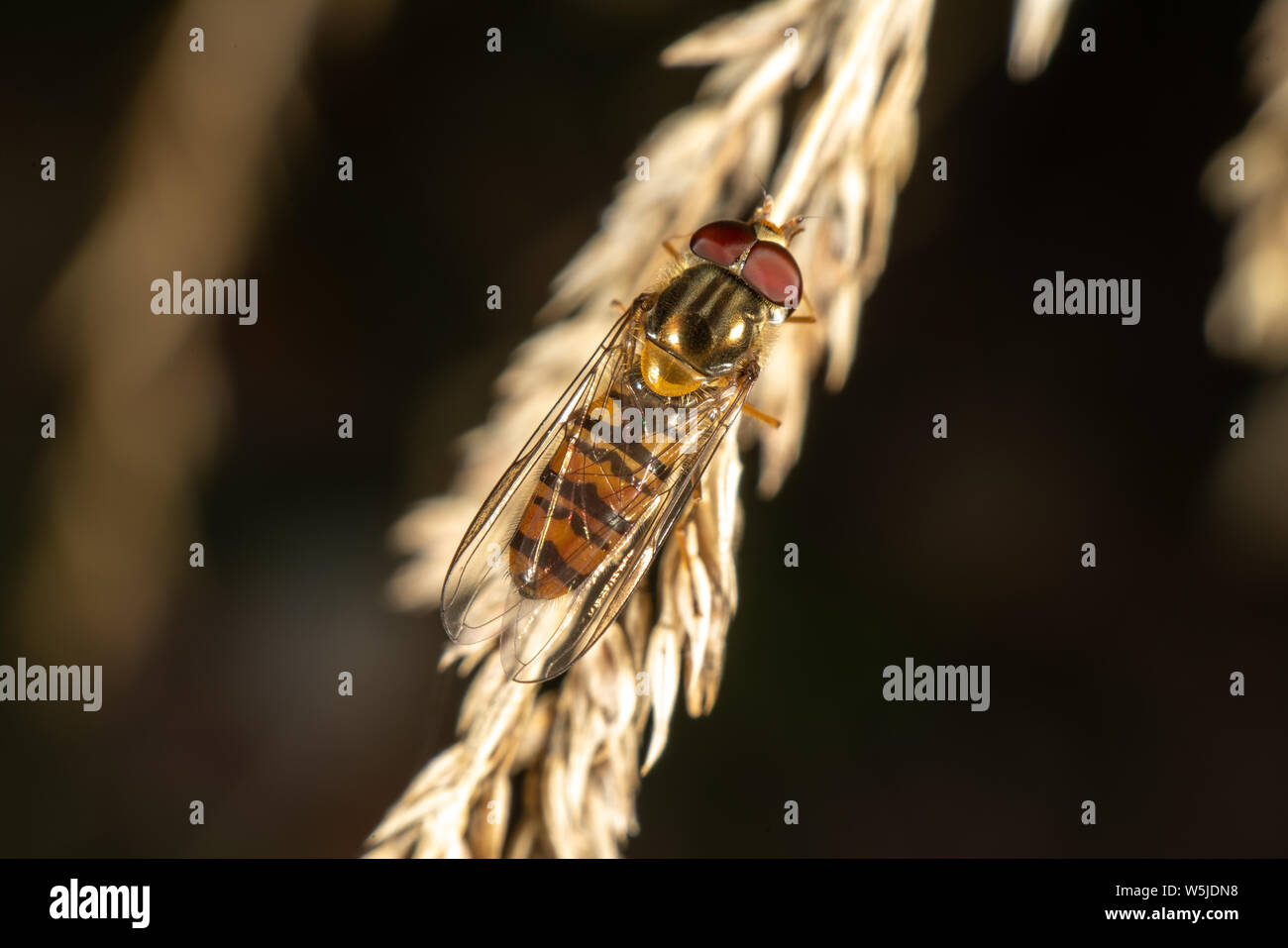 Spurious vein hi-res stock photography and images - Alamy