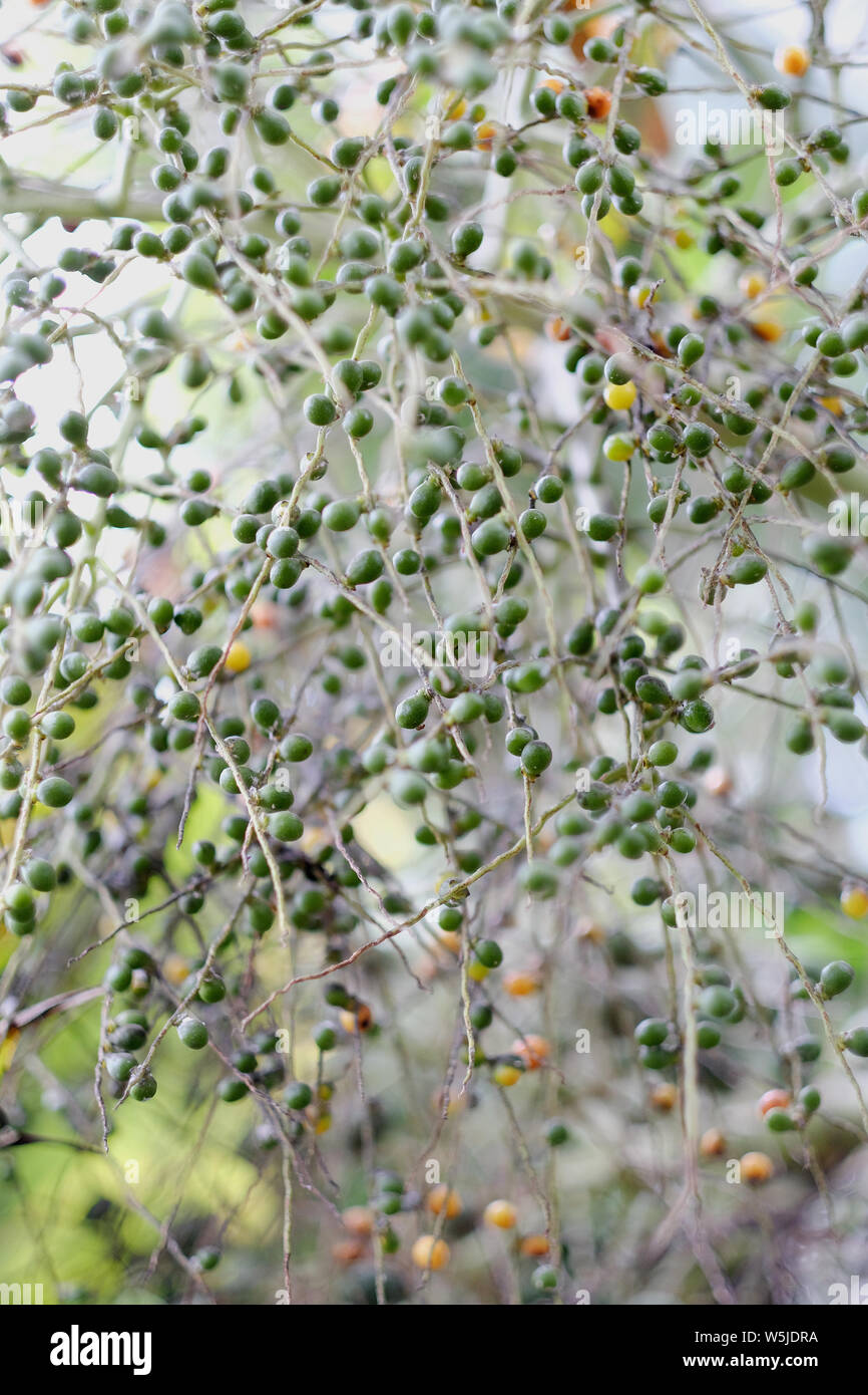 Multiple unripe fruits on a palm tree in a botanical garden Stock Photo ...