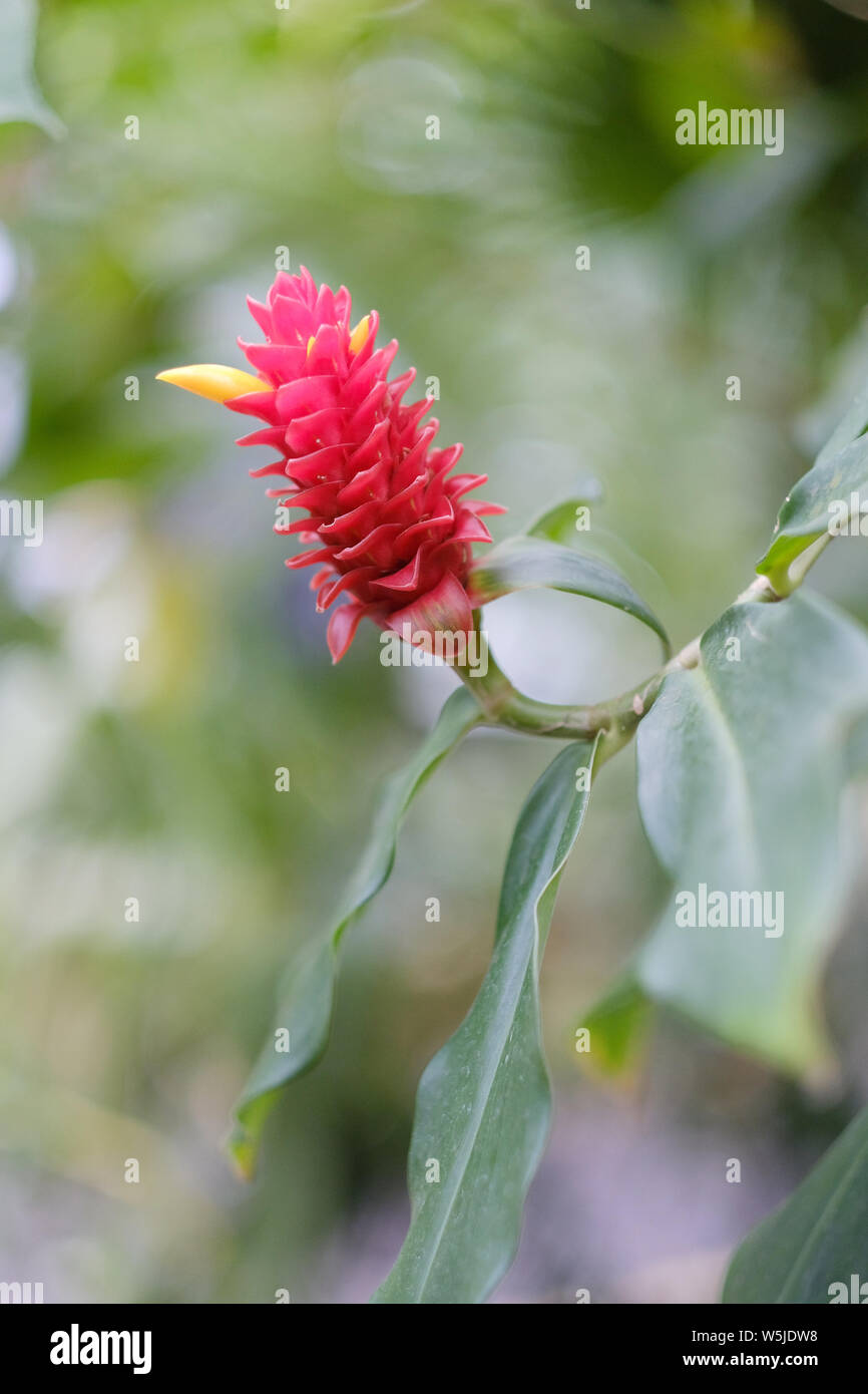 Pineal flower of a tropical plant in a botanical garden Stock Photo - Alamy