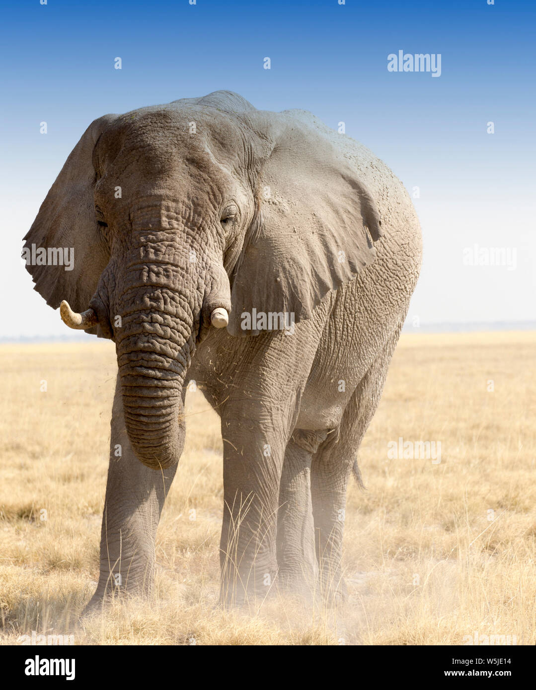 A huge african elephant in namibia savannah Stock Photo - Alamy