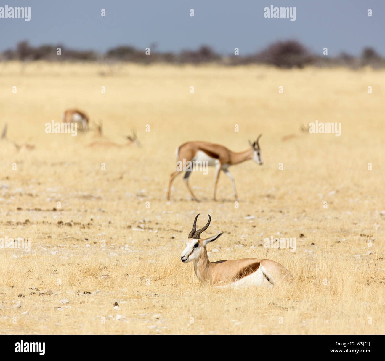 A springboks in namibian savannah, Namibia Stock Photo - Alamy