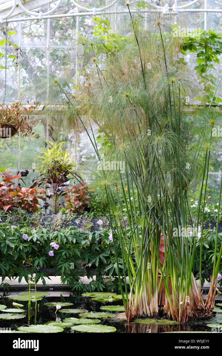 High humidity plants hi-res stock photography and images - Alamy