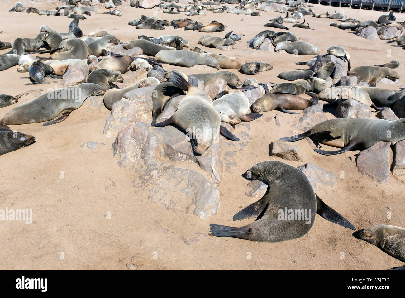 Photo of a huge seal colony in Namibia Stock Photo - Alamy