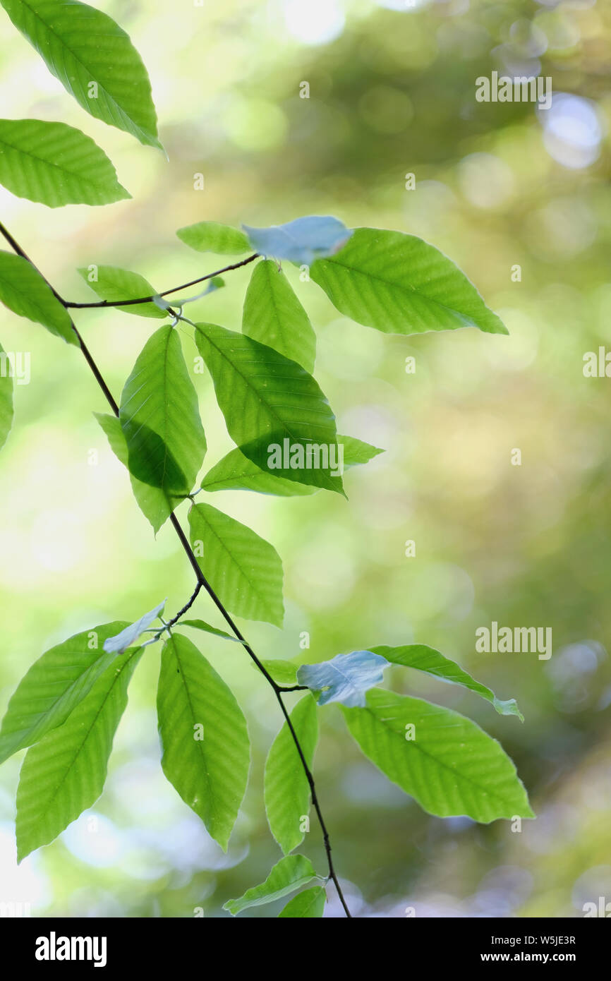 Branch of a tree with bright green leaves Stock Photo - Alamy