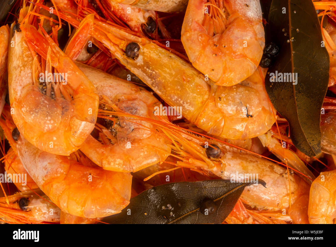 Cooked Atlantic prawns flow around in a stainless steel colander Stock ...