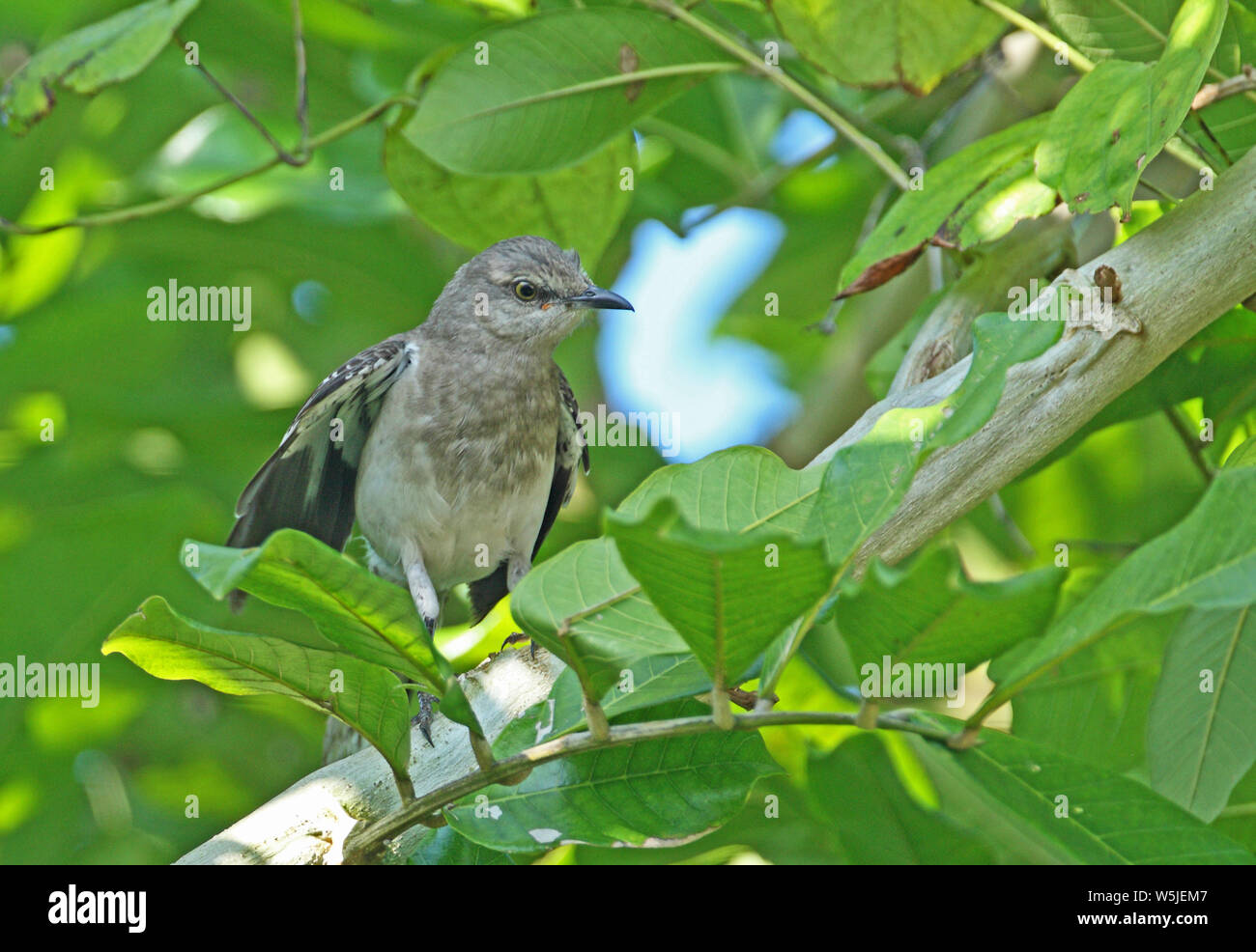 Juvenile mockingbird hi-res stock photography and images - Alamy