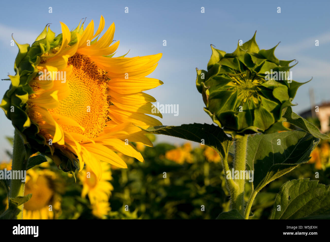 Sunflower flowers in the light of dawn Stock Photo - Alamy