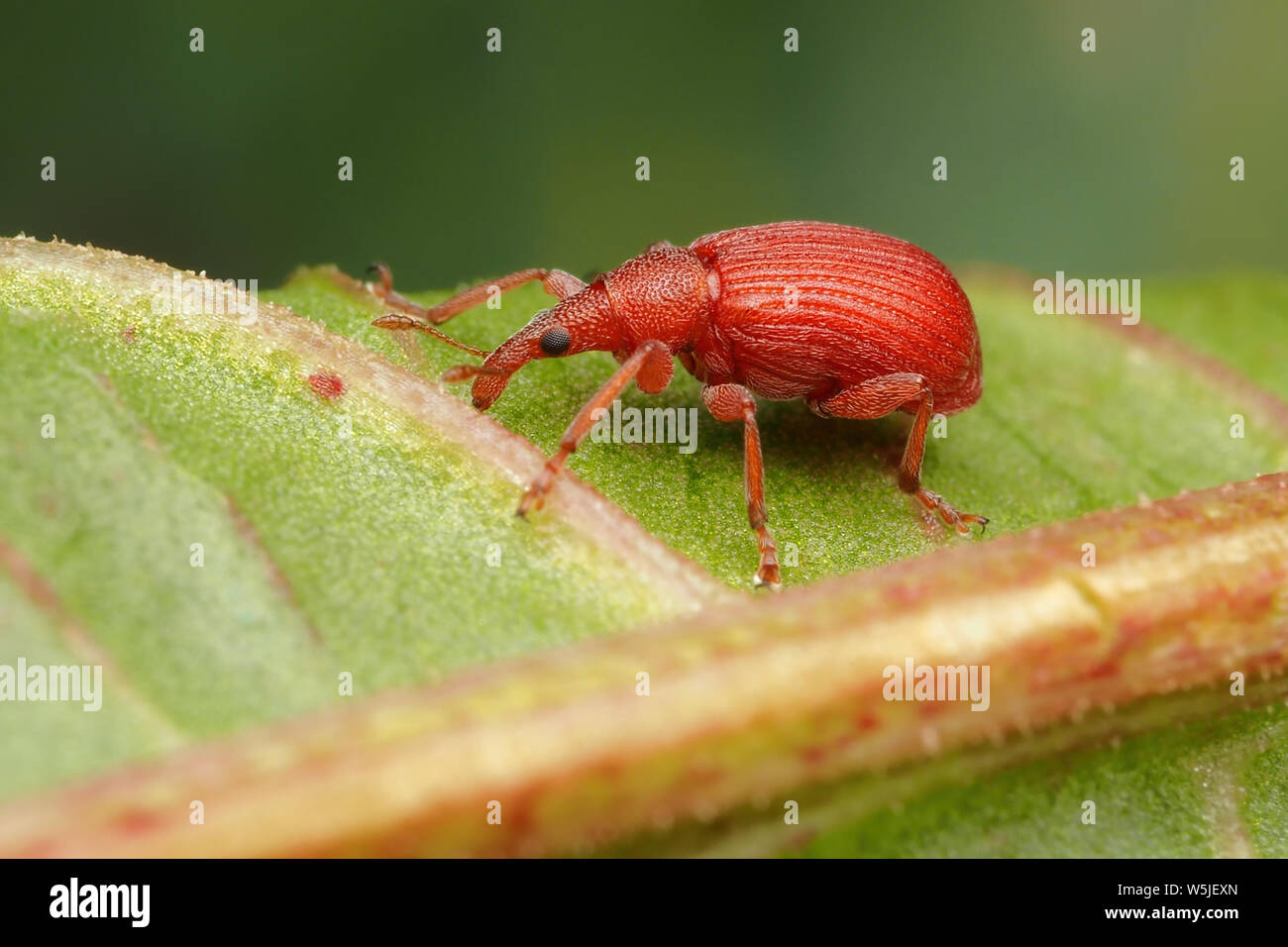 Apion sp Seed Weevil crawling on underside of dock leaf. Tipperary ...