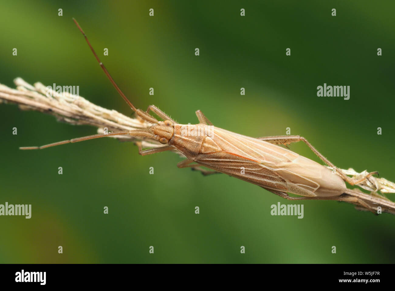 Stenodema calcarata Mirid bug perched on grass stem. Tipperary, Ireland ...