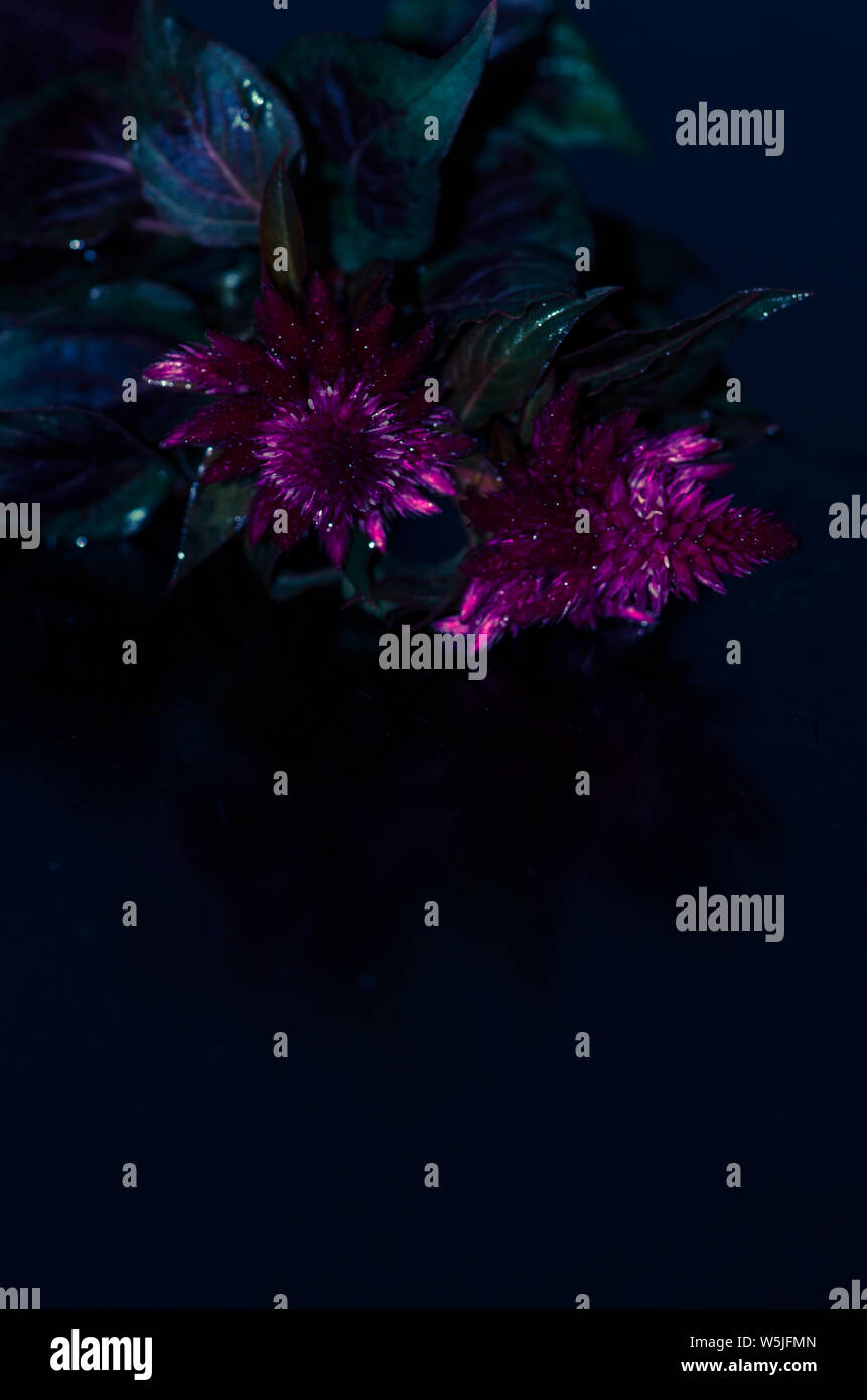 funeral design card with purple flower Stock Photo - Alamy