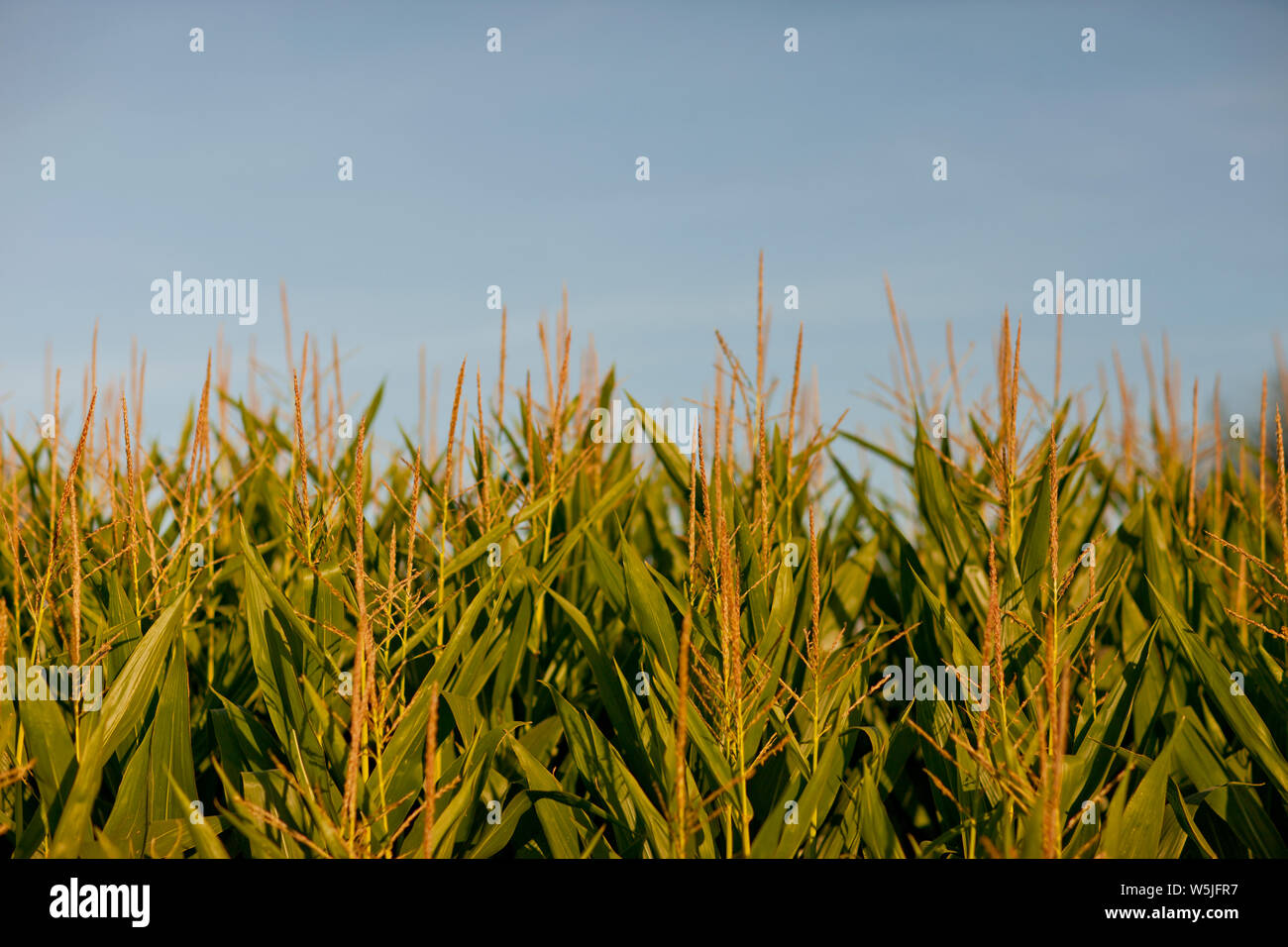 Field of corn growing in the sunlight Stock Photo - Alamy