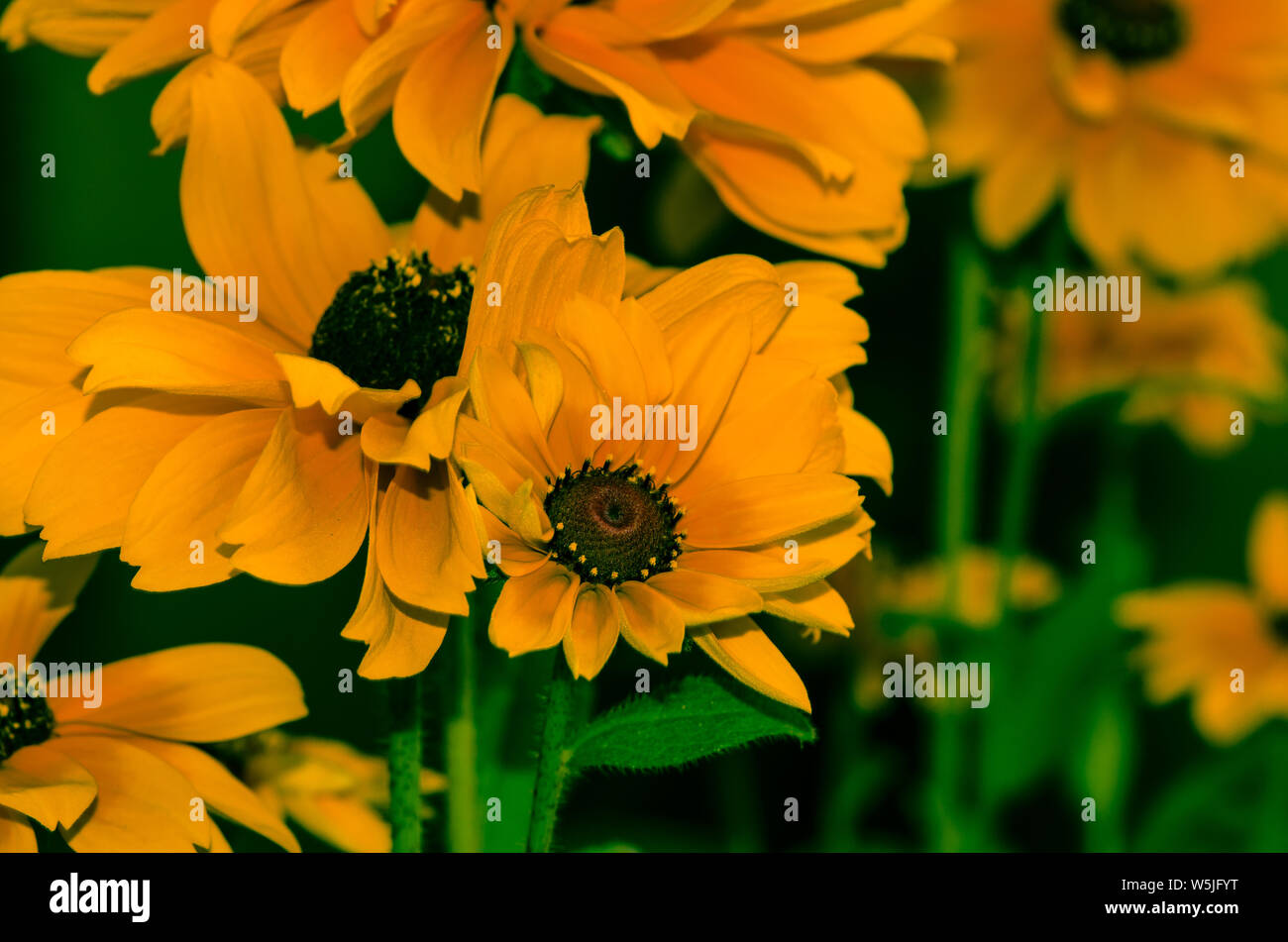 Rosal flower hi-res stock photography and images - Alamy