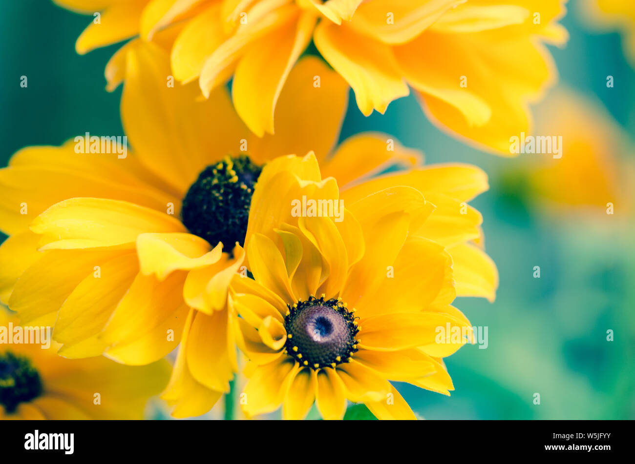 Rosal flower hi-res stock photography and images - Alamy