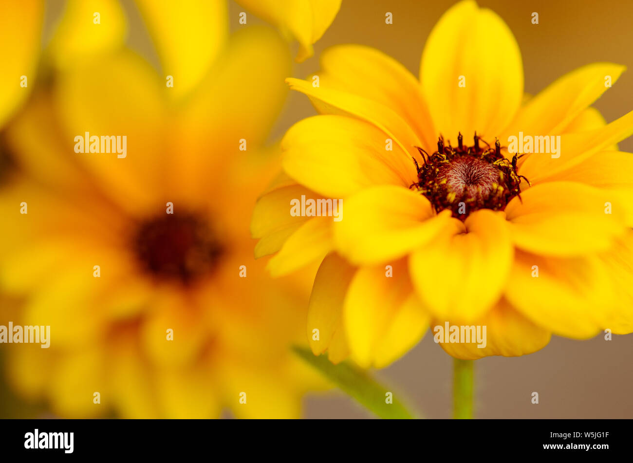 Rosal flower hi-res stock photography and images - Alamy