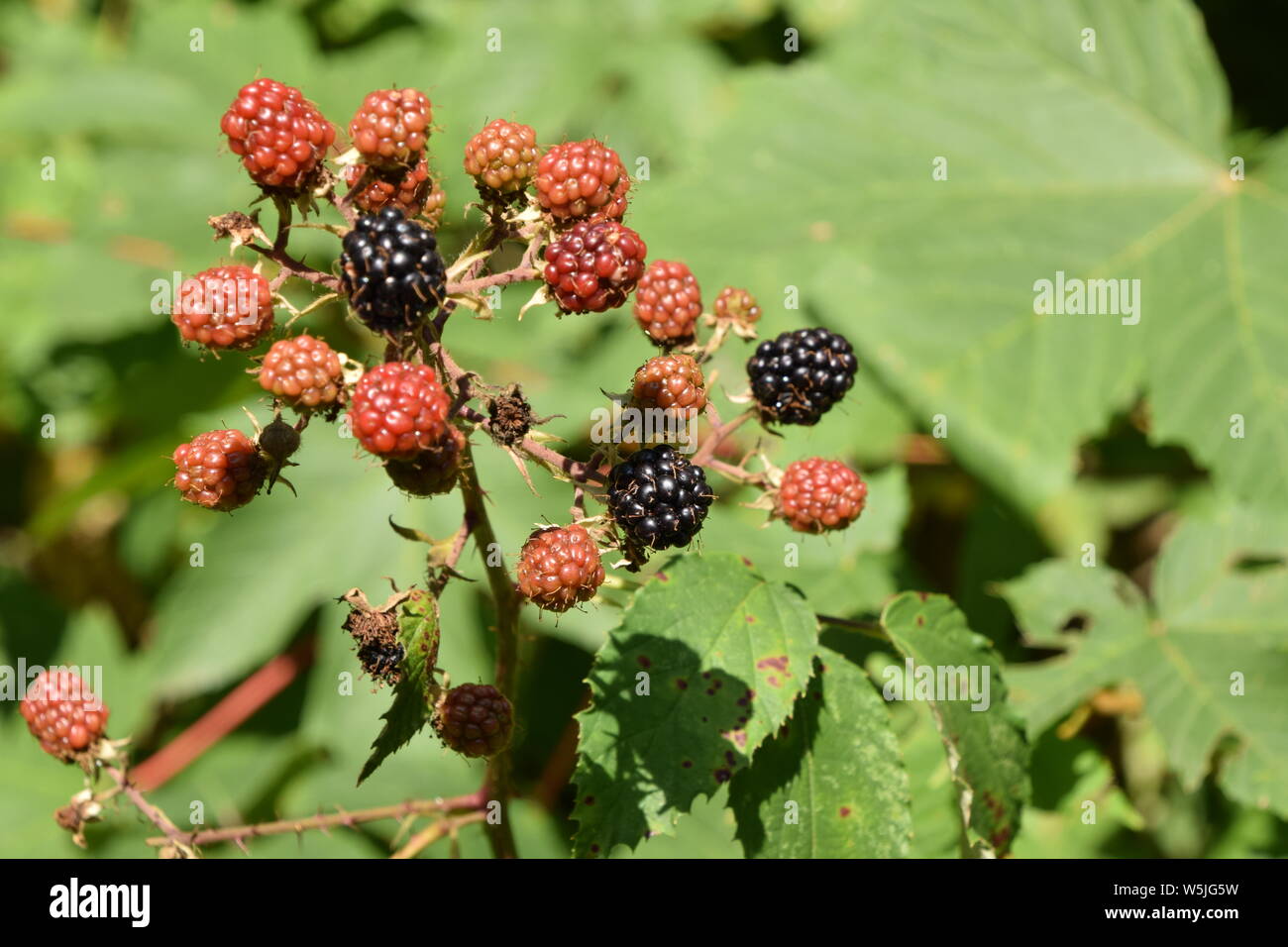 Sun ripened fruits hi-res stock photography and images - Alamy