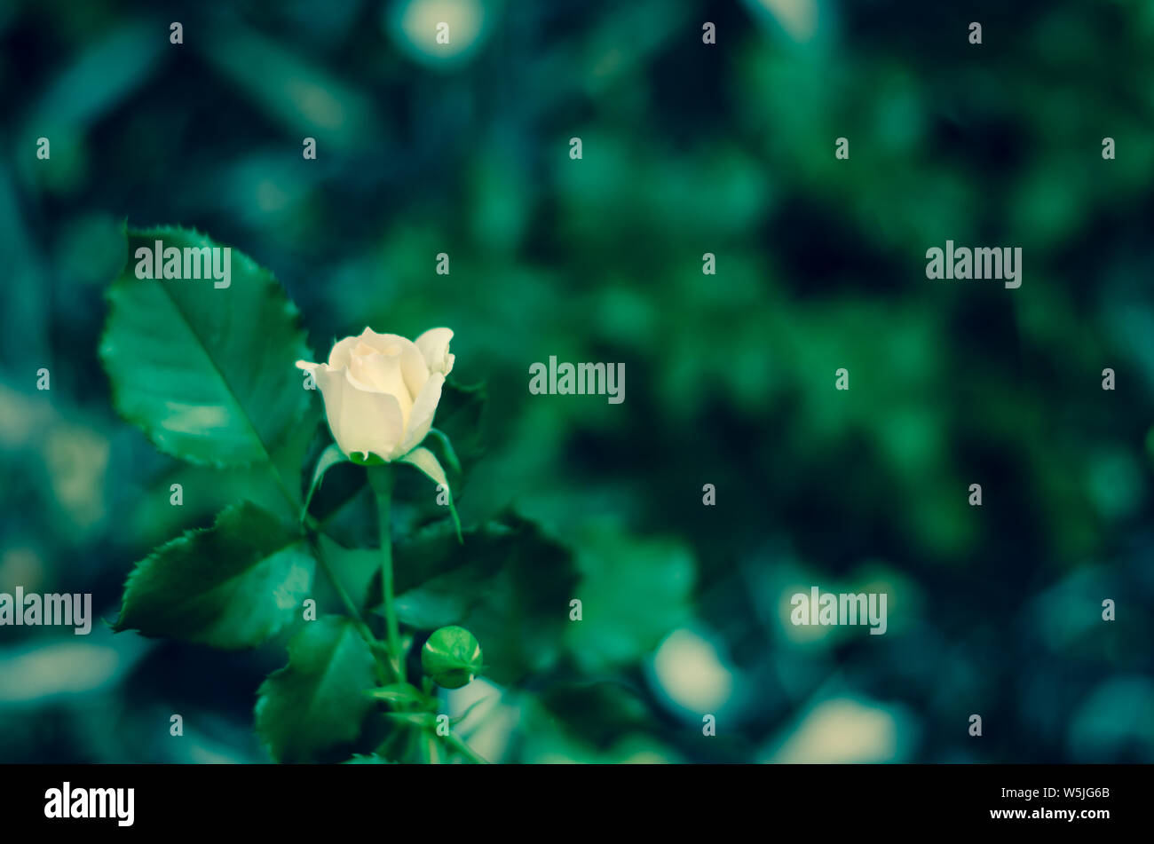 bud of white rose flower image Stock Photo - Alamy