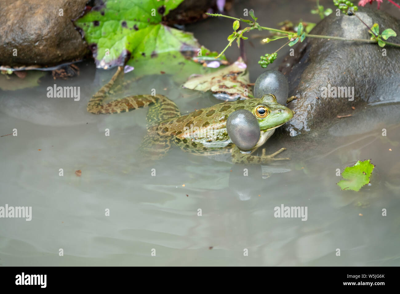 A large green frog with puffy cheeks sits in water Stock Photo - Alamy