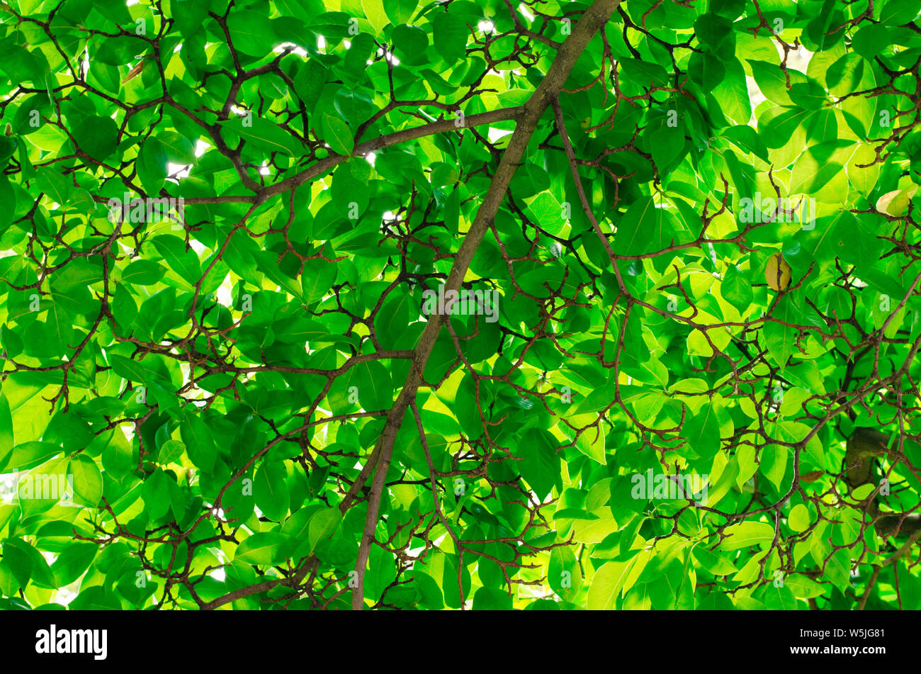 Group green leaves image hi-res stock photography and images - Alamy