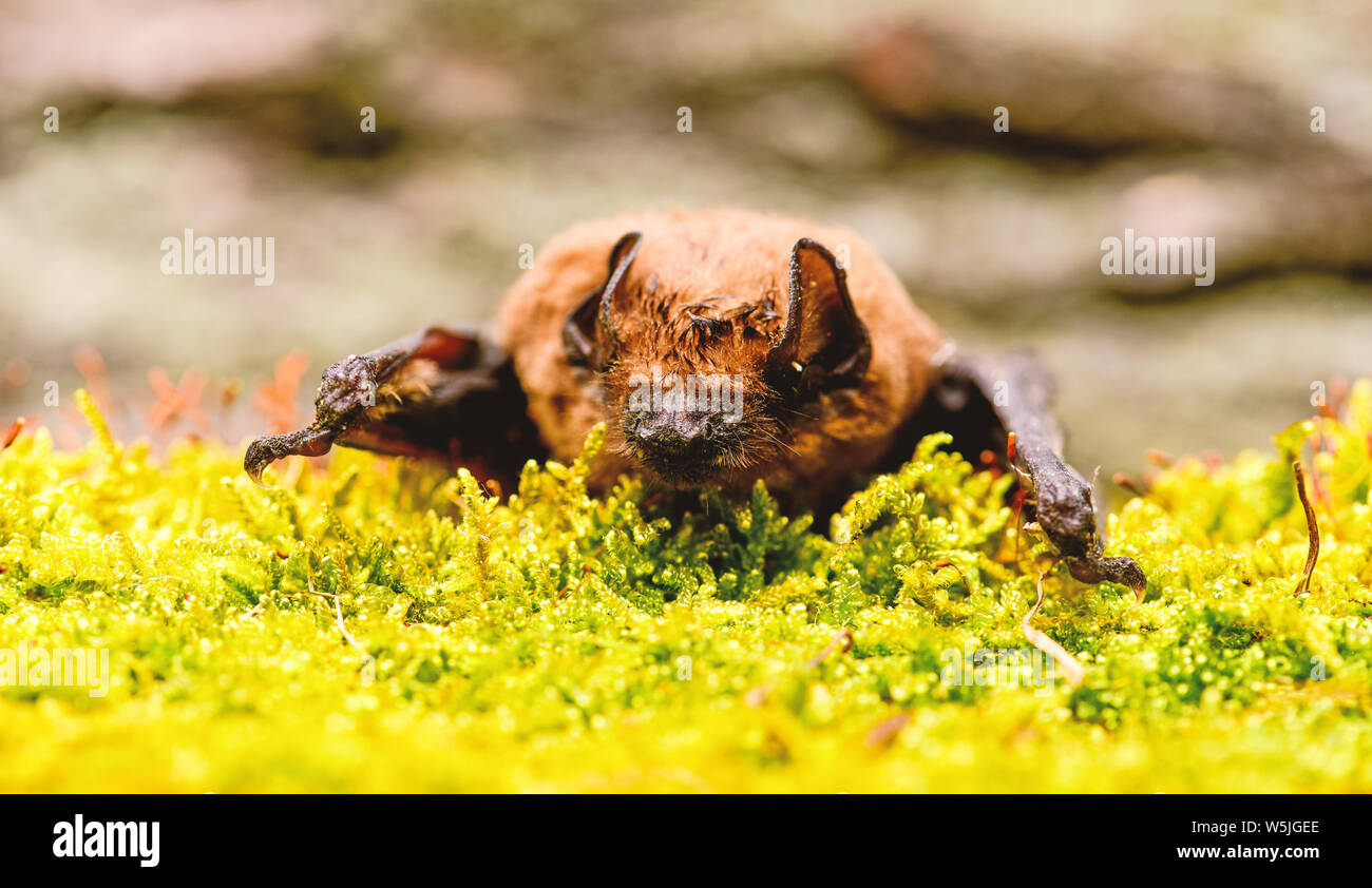 Dummy of bat wooden background. Ugly bat. Forelimbs adapted as wings ...